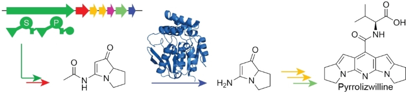 SyM Lab – Synthetic Biology & Microbiology